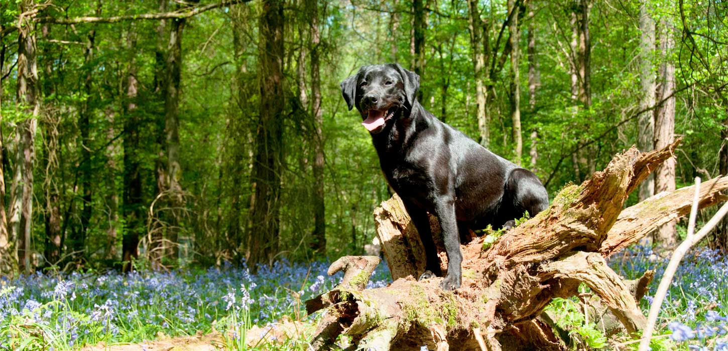 Ferie med hund ved Vadehavet | Vadehavskysten