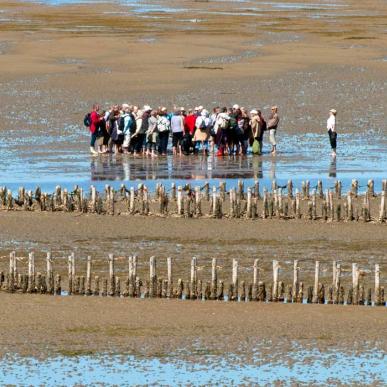 Oplev Vadehavet | Vadehavskysten