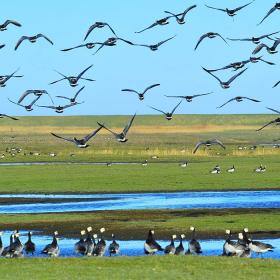 Nationalpark Vadehavet | Vadehavskysten
